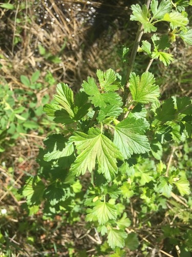 How to Plant and Grow Hairy-stem gooseberry(Ribes hirtellum)
