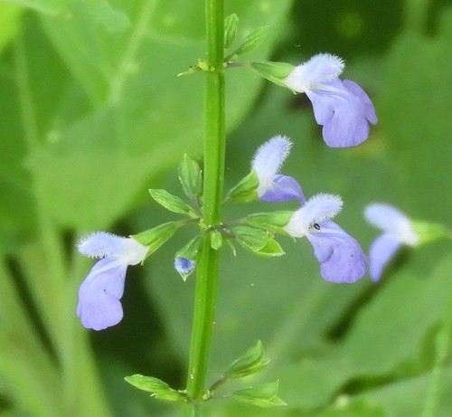 Salvia similis Flower, Leaf, Care, Uses - PictureThis