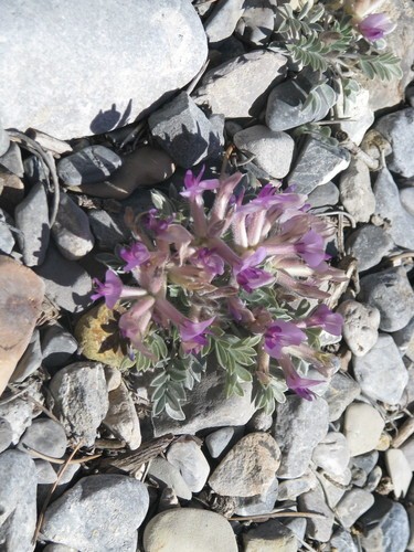 New mexico spiny milkvetch (Astragalus kentrophyta) Flower, Leaf, Care ...