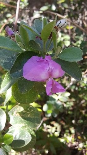 Podalyria calyptrata - PictureThis