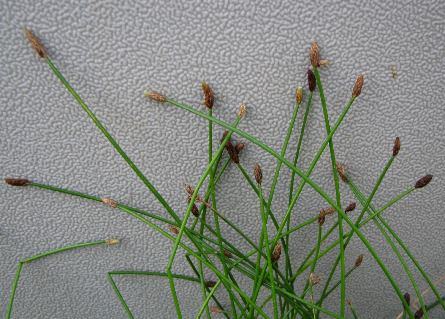 Blunt spikerush (Eleocharis obtusa) Flower, Leaf, Care, Uses - PictureThis