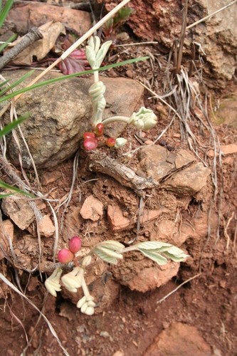 Lannea edulis - PictureThis