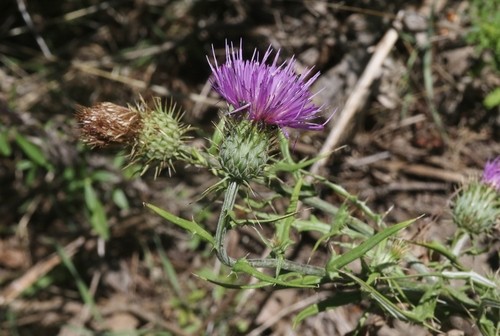 Cirsium wheeleri - PictureThis