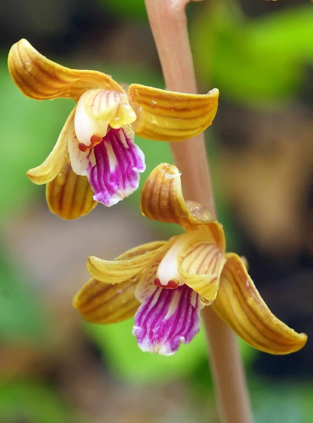 Crested coralroot Care (Watering, Fertilize, Pruning, Propagation ...