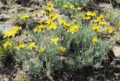 Narrowleaf mock goldenweed (Nestotus stenophyllus) Flower, Leaf, Care ...