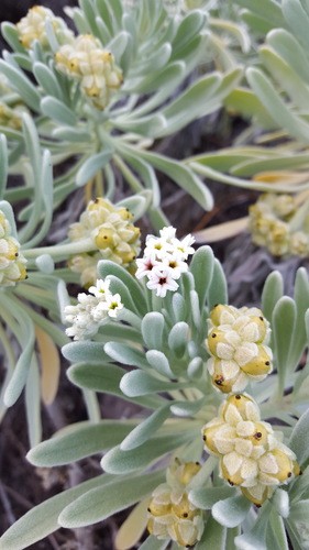 Tabaquillo (Tournefortia gnaphalodes) - PictureThis