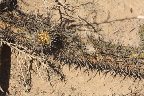 Galloping cactus (Stenocereus gummosus) Flower, Leaf, Care, Uses ...