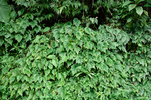 Begonia formosana - PictureThis
