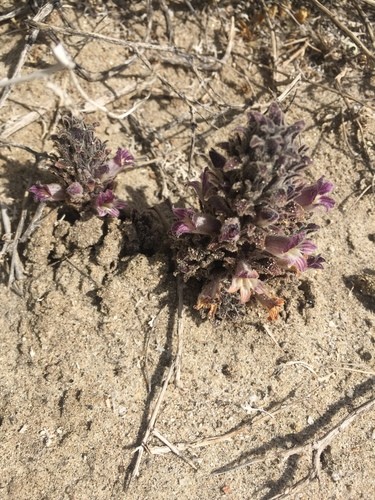 Desert broomrape (Aphyllon cooperi) Flower, Leaf, Care, Uses - PictureThis
