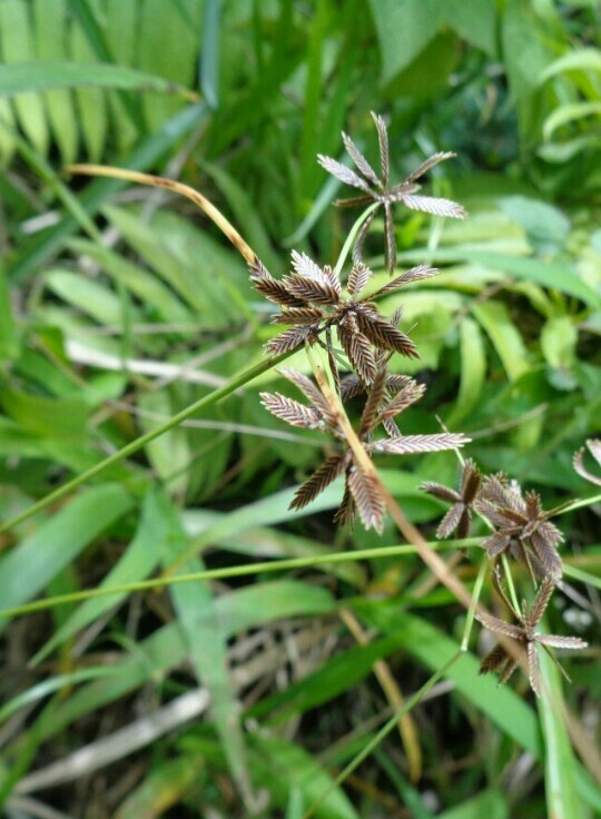 Yellow flatsedge (Cyperus flavescens) Flower, Leaf, Care, Uses ...