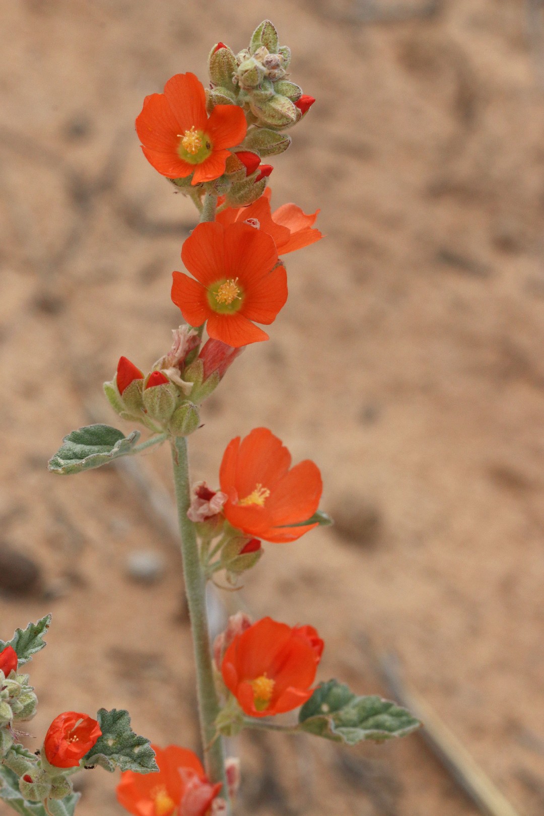 Sphaeralcea parvifolia - PictureThis