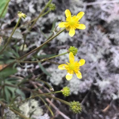 Labrador buttercup (Ranunculus rhomboideus) Flower, Leaf, Care, Uses ...