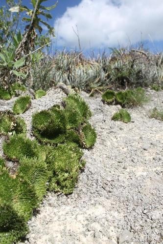 Spikemosses (Selaginella) Flower, Leaf, Care, Uses - PictureThis
