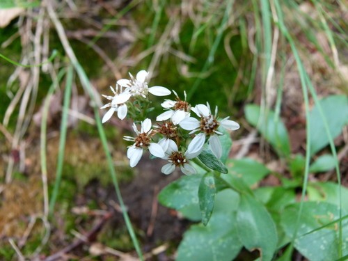 Toothed whitetop aster (Sericocarpus asteroides) Flower, Leaf, Care, Uses - PictureThis