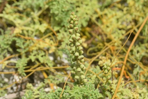 Coastal ragweed (Ambrosia hispida) Flower, Leaf, Care, Uses - PictureThis