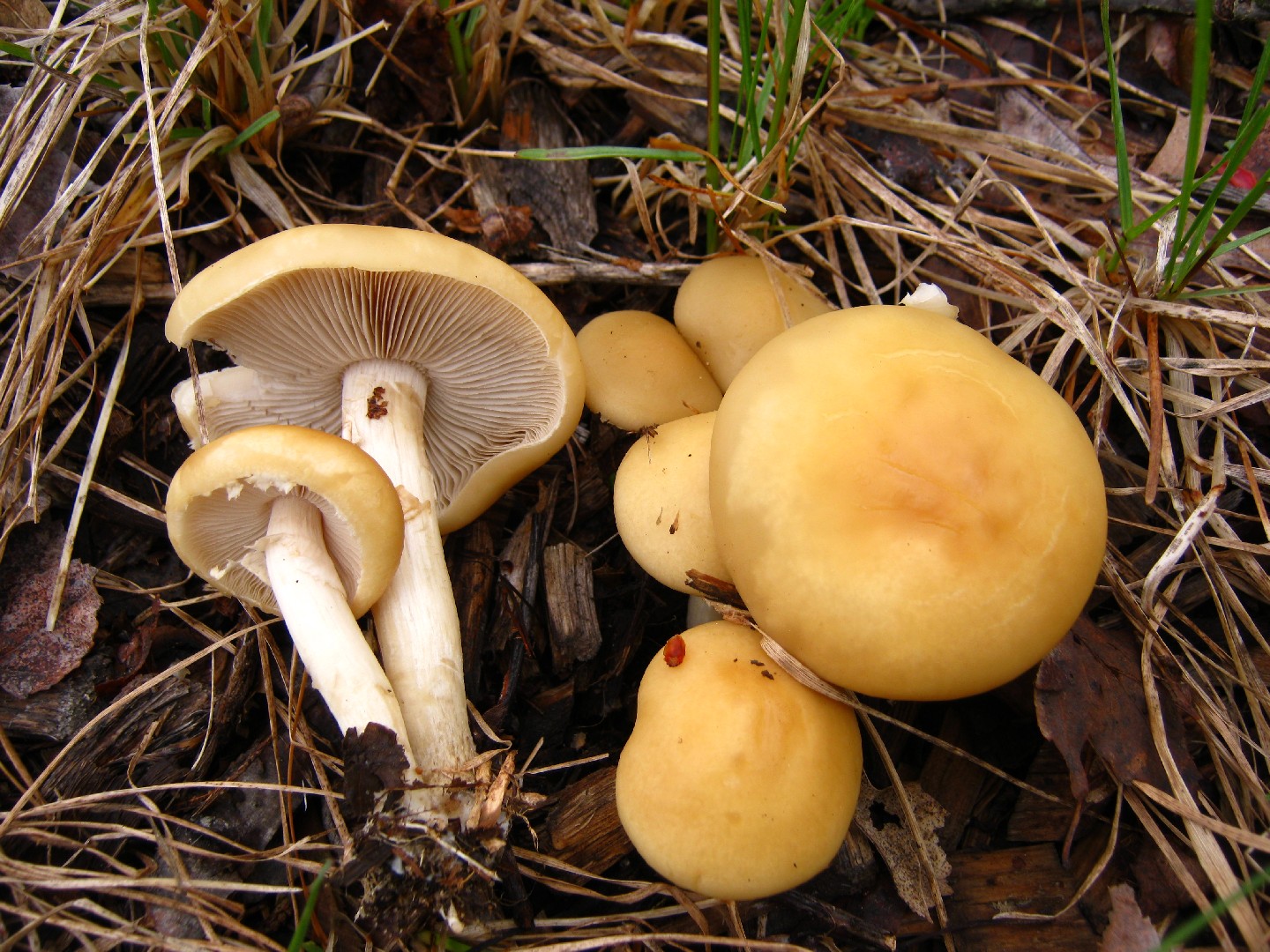 Spring fieldcap (Agrocybe praecox) Flower, Leaf, Care, Uses - PictureThis