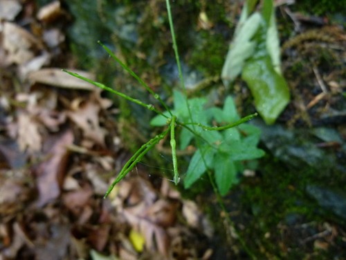 Arabis patens - PictureThis