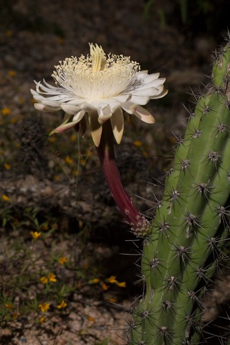 Galloping cactus (Stenocereus gummosus) Flower, Leaf, Care, Uses ...