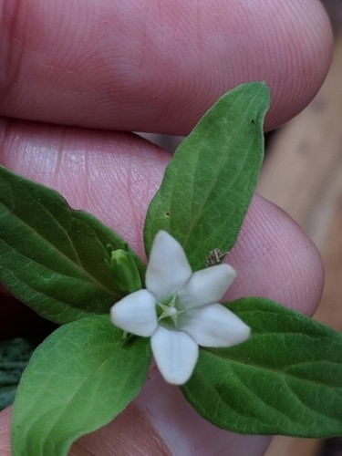 Logania (Loganiaceae) Flower, Leaf, Care, Uses - PictureThis