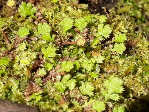 Leptinella squalida - PictureThis