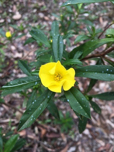 Hibbertia cuneiformis - PictureThis