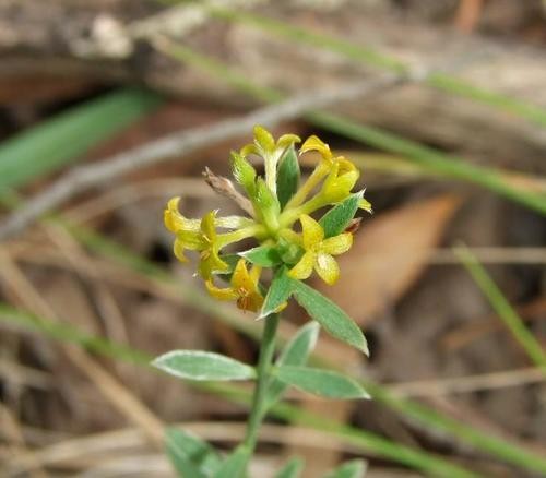 How to Grow and Care for curved rice-flower