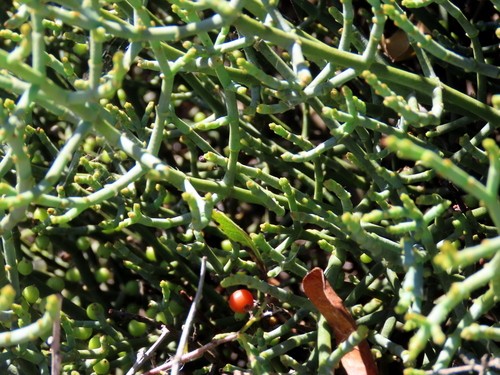 Viscum capense - PictureThis