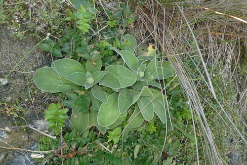 Craspedia uniflora - PictureThis