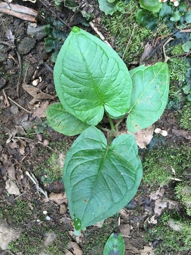 Arum (Araceae) Flower, Leaf, Care, Uses - PictureThis
