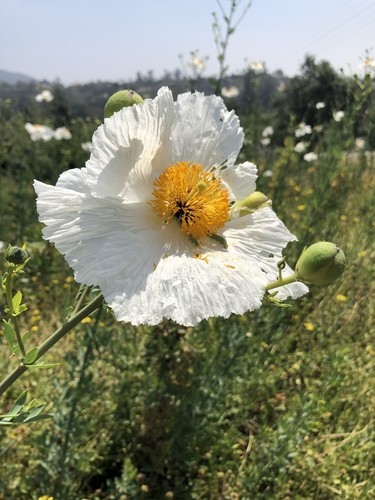 Romneya trichocalyx - PictureThis