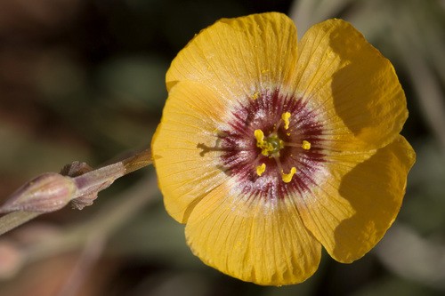 Lino (Linum puberulum) - PictureThis