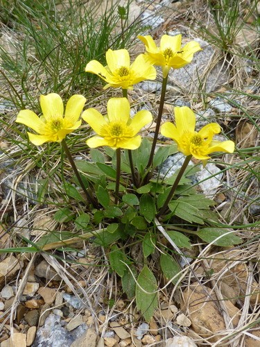 Ranunculus muelleri - PictureThis