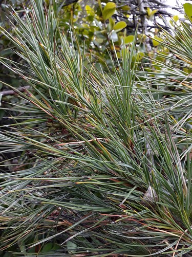 Chatham island grass tree (Dracophyllum arboreum) Flower, Leaf, Care ...