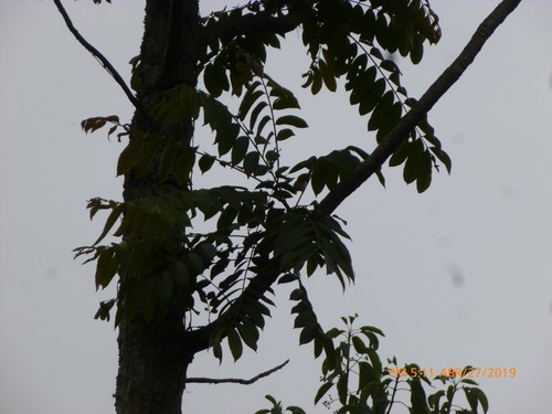 Cedro americano (Cedrela odorata) - PictureThis