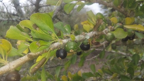 Randia obcordata - PictureThis