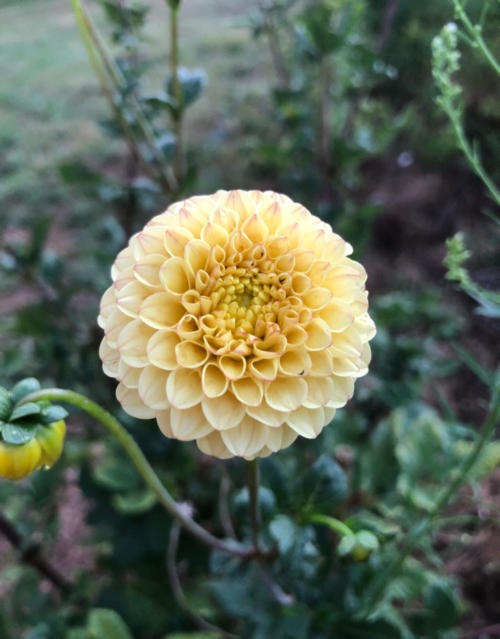 Dahlia Jeanette 'Carter' - PictureThis