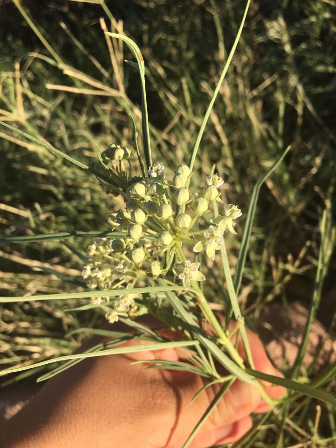 Lugares Donde Crecen Plantas De Algodoncillo Cómo Cultivar Y Cuidar