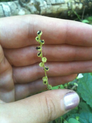 Coastal miterwort (Mitella ovalis) Flower, Leaf, Care, Uses - PictureThis