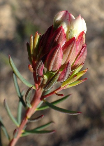 Gnidia pinifolia - PictureThis