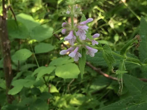 Stachys hispida - PictureThis