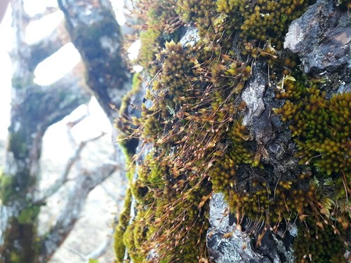 Macromitrium moss Care (Watering, Fertilize, Pruning, Propagation ...