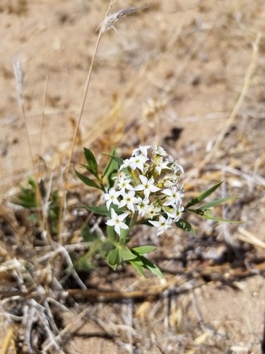 Amsonia tomentosa - PictureThis