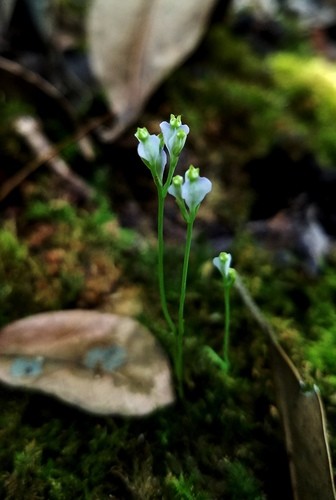 Burmannia biflora - PictureThis