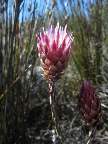 Sewejaartjie (Edmondia sesamoides) Flower, Leaf, Care, Uses - PictureThis