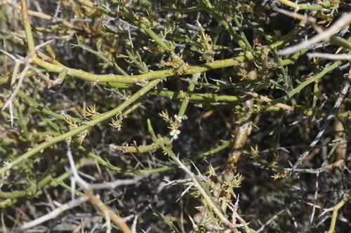 Menodora spinescens - PictureThis