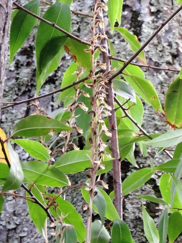 Cyclopogon elatus - PictureThis