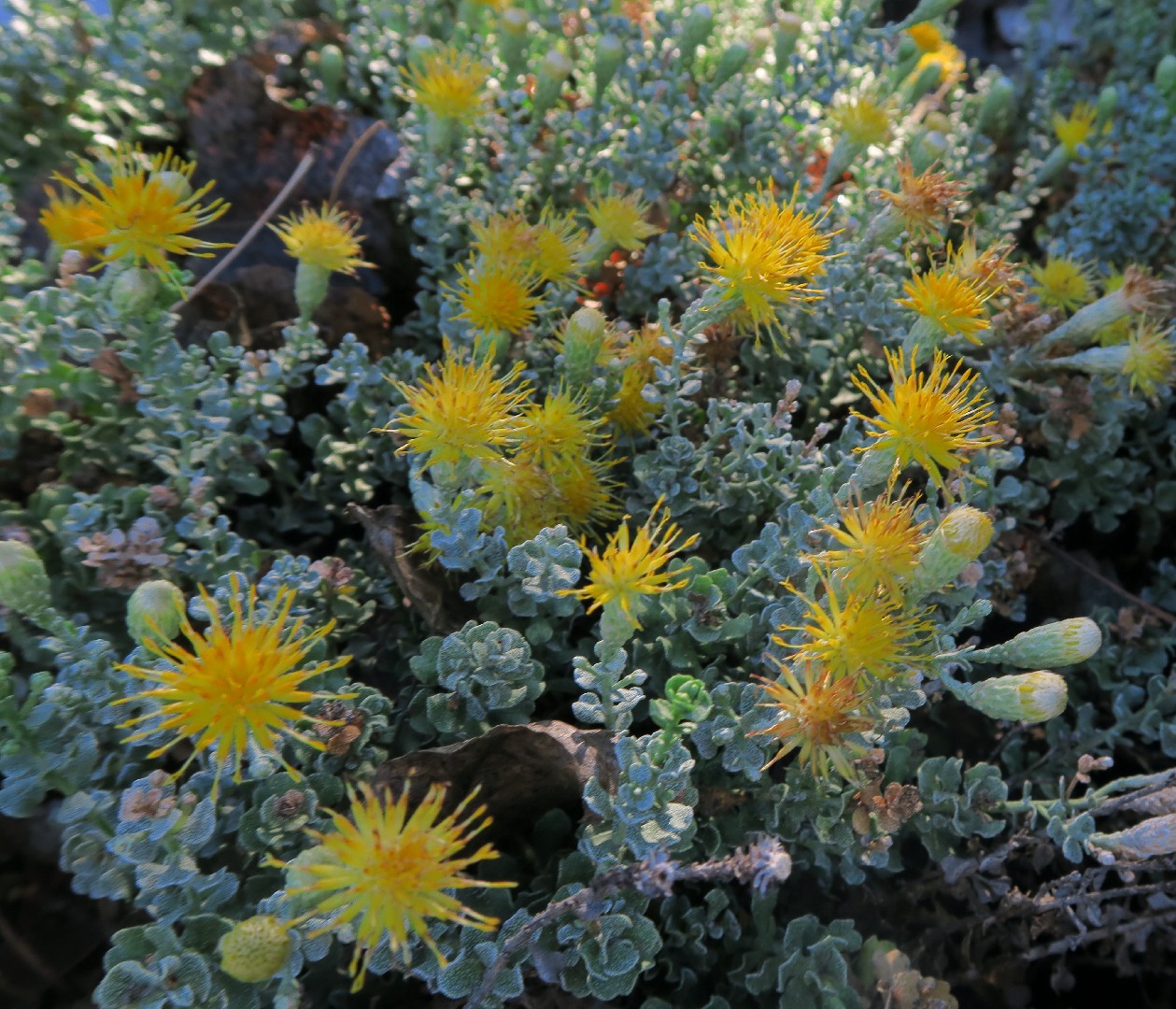 Cliff goldenbush (Ericameria cuneata) - PictureThis