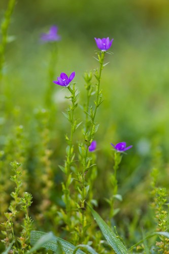 Small venus's looking-glass (Triodanis perfoliata subsp. biflora ...