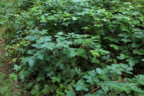 Rubus nessensis - PictureThis