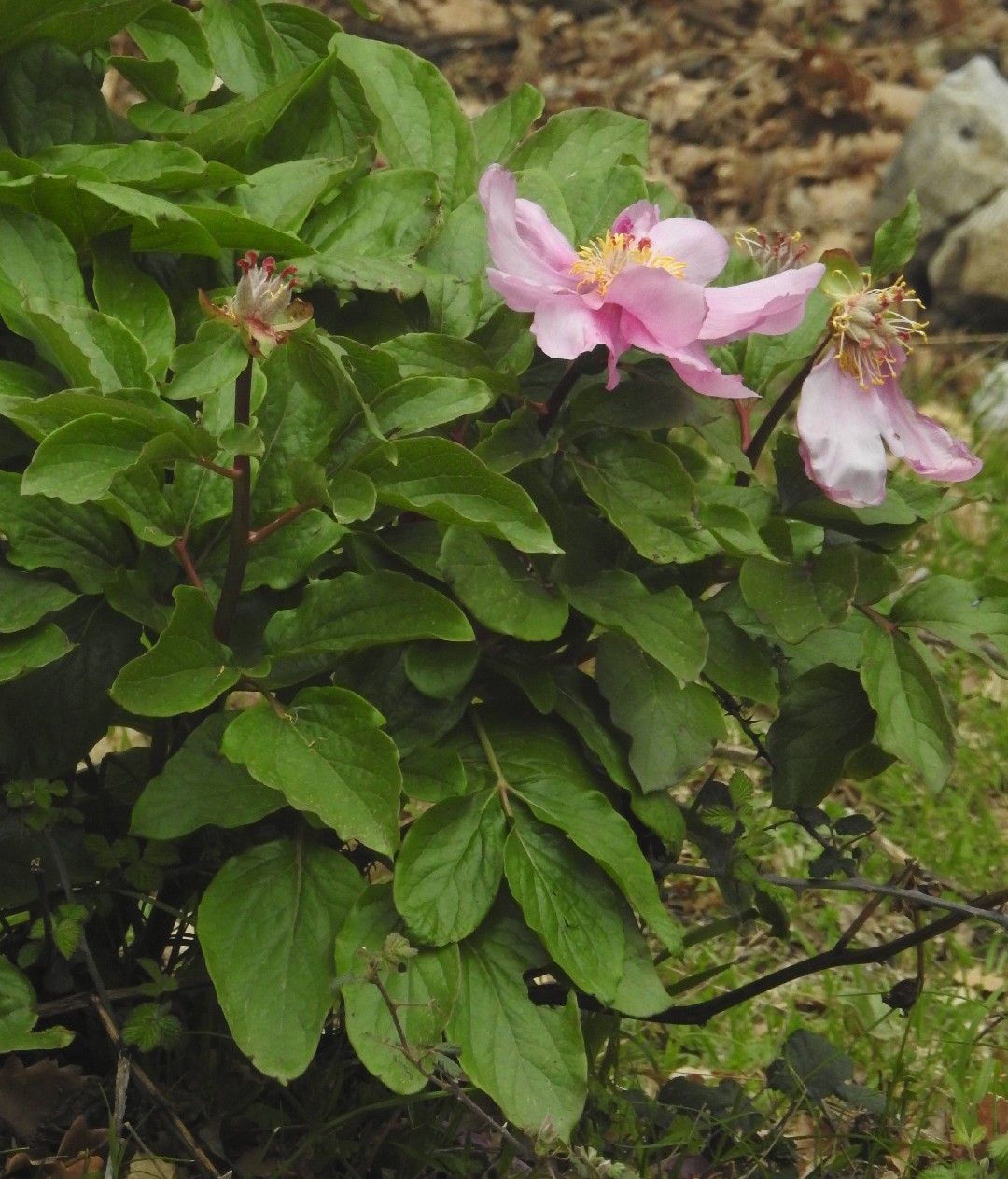 How to Plant and Grow Wild peony(Paeonia mascula)